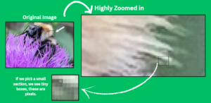 Image Resizing Using OpenCV: A Detailed Guide | CodeForGeek