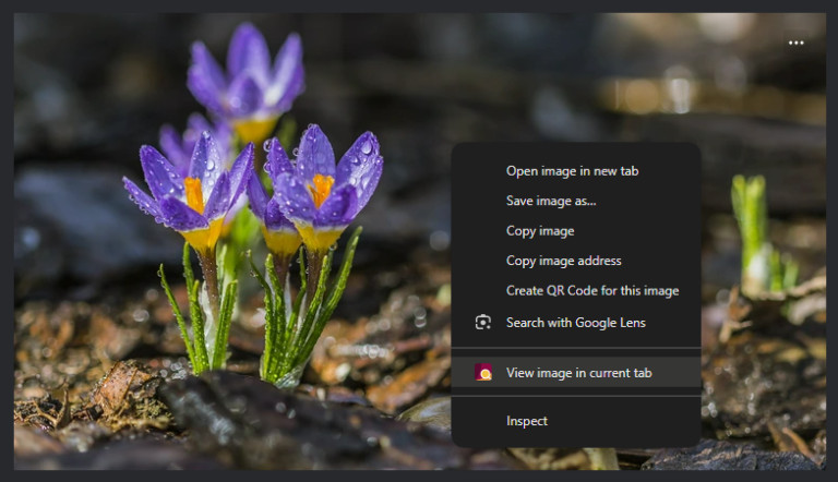 Enhanced Image Viewer: Transforming Your Chrome Image Experience ...